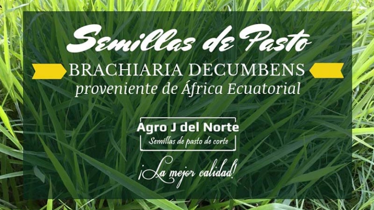 Semilla de Pasto Brachiaria Decumbens * Proveniente de África Ecuatorial