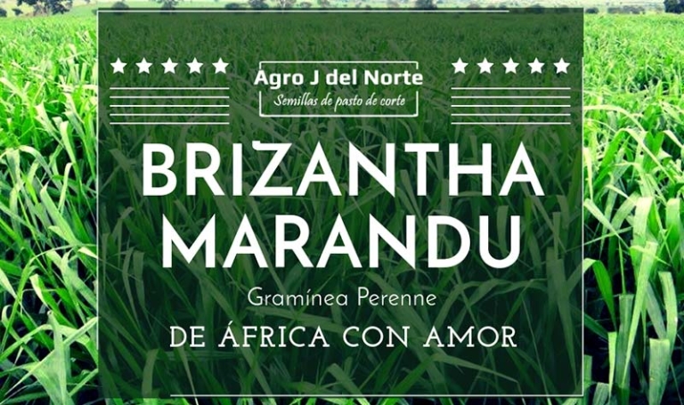 Brachiaria Brizantha Marandu - Resistencia a las distintas temperaturas